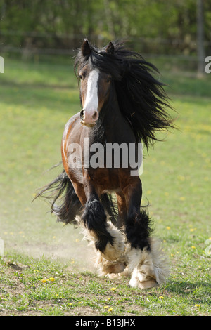 tinker pony - galloping on meadow Stock Photo - Alamy