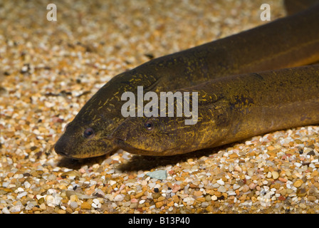 Monopterus albus, asian swamp eel Stock Photo: 17907368 - Alamy