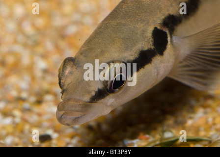 Crenicichla geayi, Halfbanded pike cichlid, South America Stock Photo ...