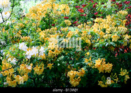 RHODODENDRON SUN CHARIOT Stock Photo - Alamy