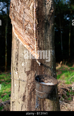 A tapped rubber tree dripping latex into a cup for processing into ...