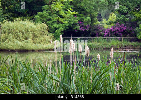 Bulrushes in an English pond Stock Photo - Alamy