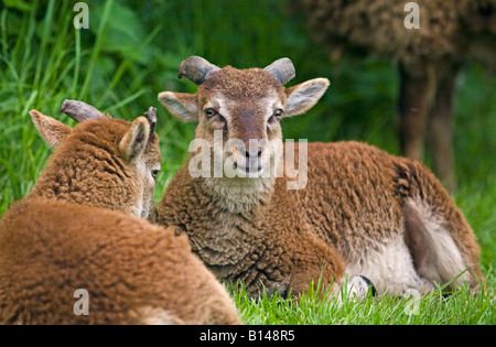 Castlemilk Moorit Sheep & Lambs Wiltshire Stock Photo - Alamy