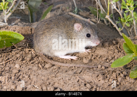 Marsh Rice Rat Oryzomys palustris Brownsville Cameron County Texas ...