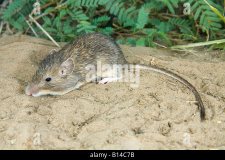 Mexican Spiny Pocket Mouse Liomys irroratus Stock Photo - Alamy