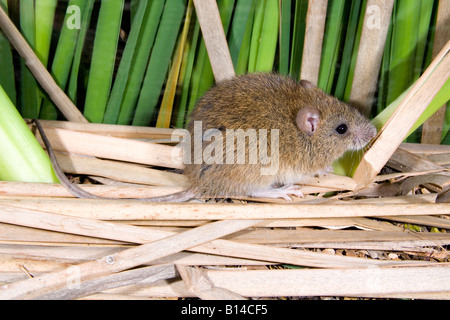 Coues Rice Rat Oryzomys couesi San Benito Cameron County Texas United ...