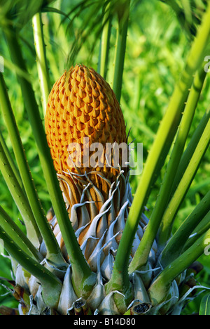 Palm tree Seed Pod Stock Photo - Alamy