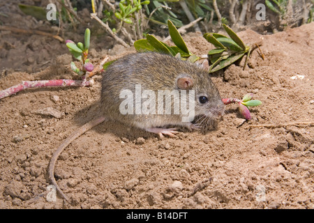 Marsh Rice Rat Oryzomys palustris Brownsville Cameron County Texas ...