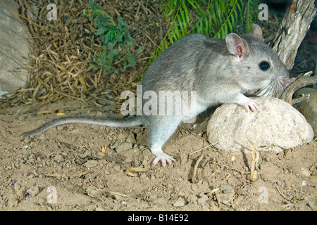 Southern Plains Woodrat Neotoma micropus Rio Grande City Starr County ...