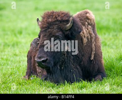 American bison sitting on grassy field at Yellowstone National Park ...
