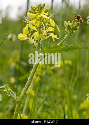 Charlock Sinapis arvensis (Brassicaceae Stock Photo - Alamy