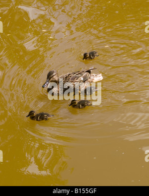 Female Mallard Duck with Four Ducklings by a Lake Stock Photo - Alamy