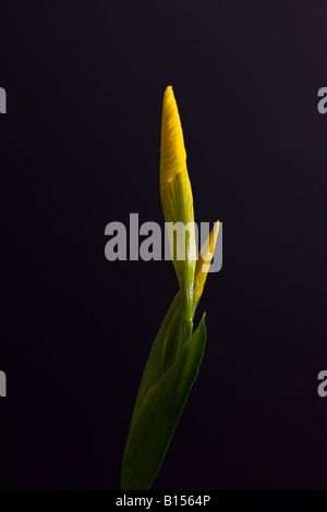 The Iris flower, named after the Greek goddess Iris, symbolizes ...