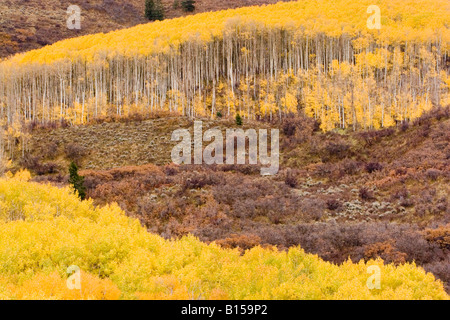 Colorado Aspen Grove, McClure Pass, Colorado. PHOTO BY LEE CRAKER Stock ...