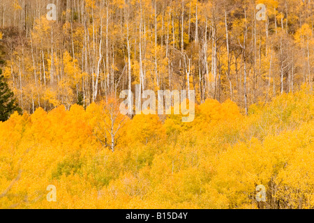 Colorado Aspen Grove, McClure Pass, Colorado. PHOTO BY LEE CRAKER Stock ...