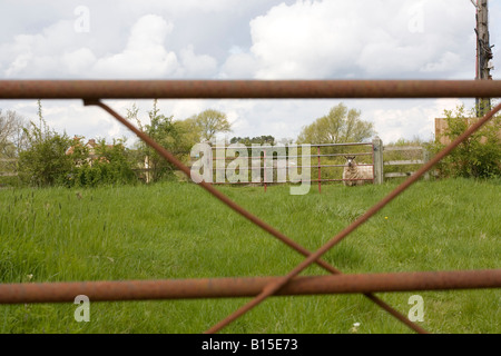 Sheep looking through a gate Stock Photo - Alamy