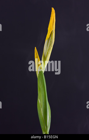 The Iris flower, named after the Greek goddess Iris, symbolizes ...