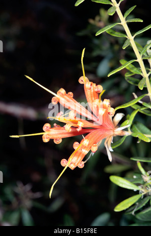 Chittick-Lambertia inermis-Family Proteaceae Stock Photo - Alamy