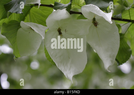 Davidia leaves and flowers during spring Stock Photo - Alamy