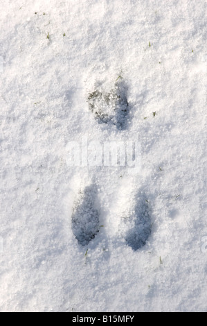 Rabbit footprint in the snow Stock Photo - Alamy