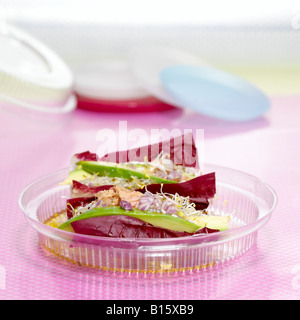 Close-up of an avocado on a blurred background. Agriculture in Israel ...