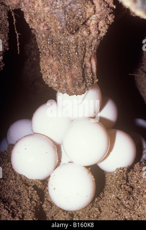 Flatback turtle female (Chelonia depressa: Cheloniidae) laying eggs at ...