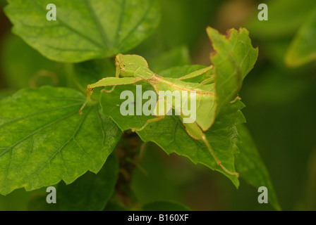 Leaf Insect Phyllium crucifolium Stock Photo - Alamy