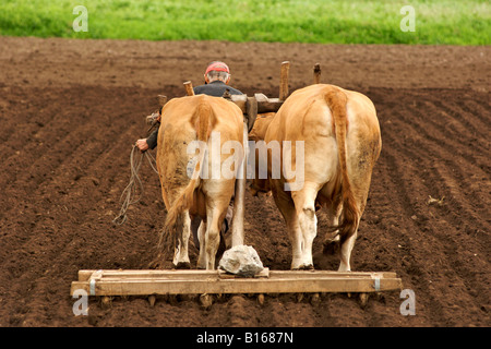 A Spanish man leading his cow-powered plough through his fields in the ...