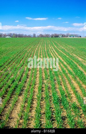 Planting vegetables in long rows . conventional horizontal farming or ...