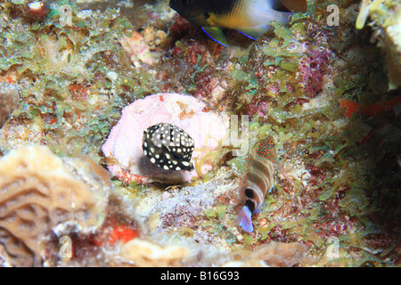 Juvenile Smooth Trunkfish Stock Photo - Alamy