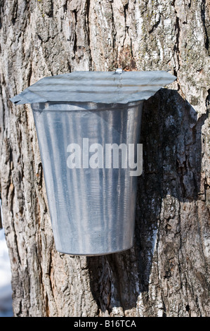 Maple syrup spigot dripping sap into bucket Stock Photo - Alamy
