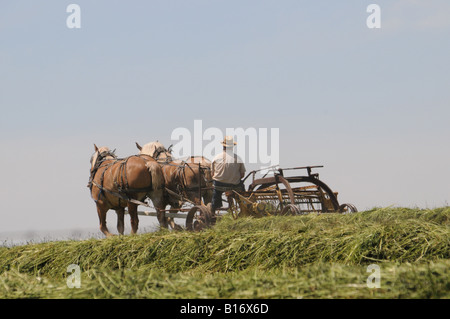 Amish raking hay with horse drawn machinery Stock Photo - Alamy