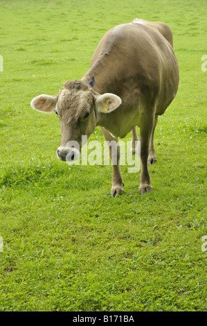 cow farm cattle breed milker scenery countryside nature summer summerly ...