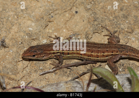 Psammodromus hispanicus, Spanish lizard Stock Photo - Alamy