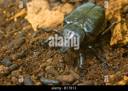 The Hermit beetle (Osmoderma eremita) / Eremit Stock Photo - Alamy