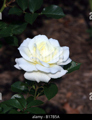 A Moondance Floribunda Rose Stock Photo - Alamy