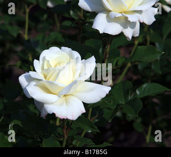 A Moondance Floribunda Rose Stock Photo - Alamy