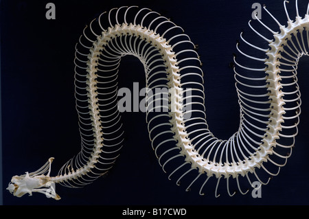 The skeleton of a venomous snake Stock Photo - Alamy