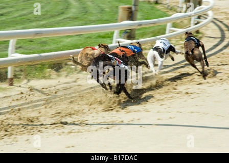 Greyhounds racing at Romford Stock Photo - Alamy