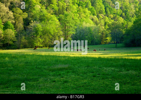 Cows Meadow East Tennessee Stock Photo - Alamy