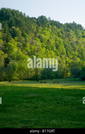 Cows Meadow East Tennessee Stock Photo - Alamy