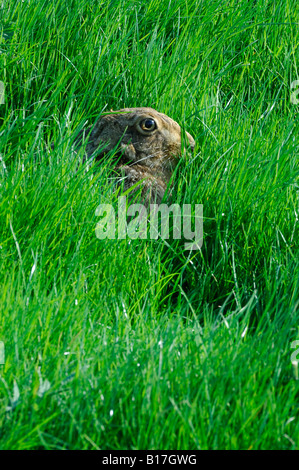 hare hiding in grass, rabbit in green grass Stock Photo - Alamy