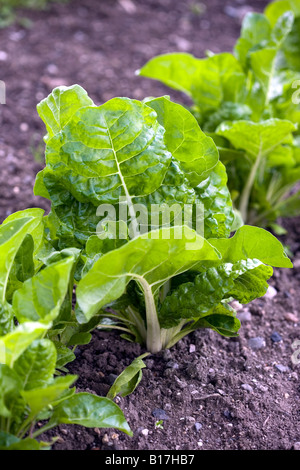 Swiss Chard, silverbeet, perpetual spinach, spinach beet, crab beet ...