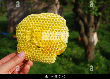 Almost round honey comb Stock Photo - Alamy