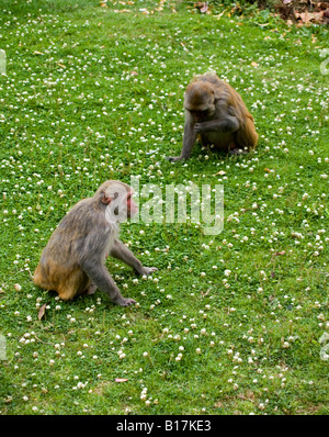 feeding the monkeys in Darjeeling India Stock Photo - Alamy