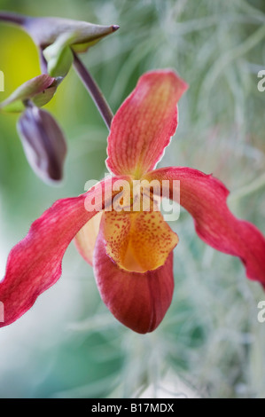 Lady's Slipper Orchid flower. Yellow with red petals blooming flower in ...