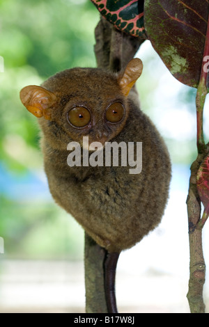 Philippine tarsier prosimian primate Tarsius syrichta Bohol Philippines ...
