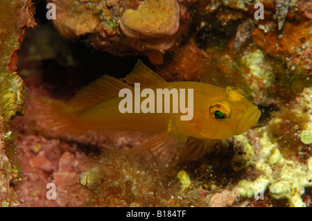 Yellow headed Goby Gobius xanthocephalus Vela Vala Susac Island ...