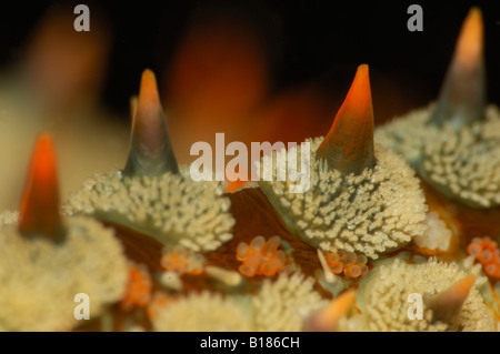 Sting and Skin of Spiny Starfish Marthasterias glacialis Triscavac Bay ...