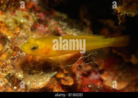 Golden Goby (Gobius xanthocephalus) close up of adult peering out from ...